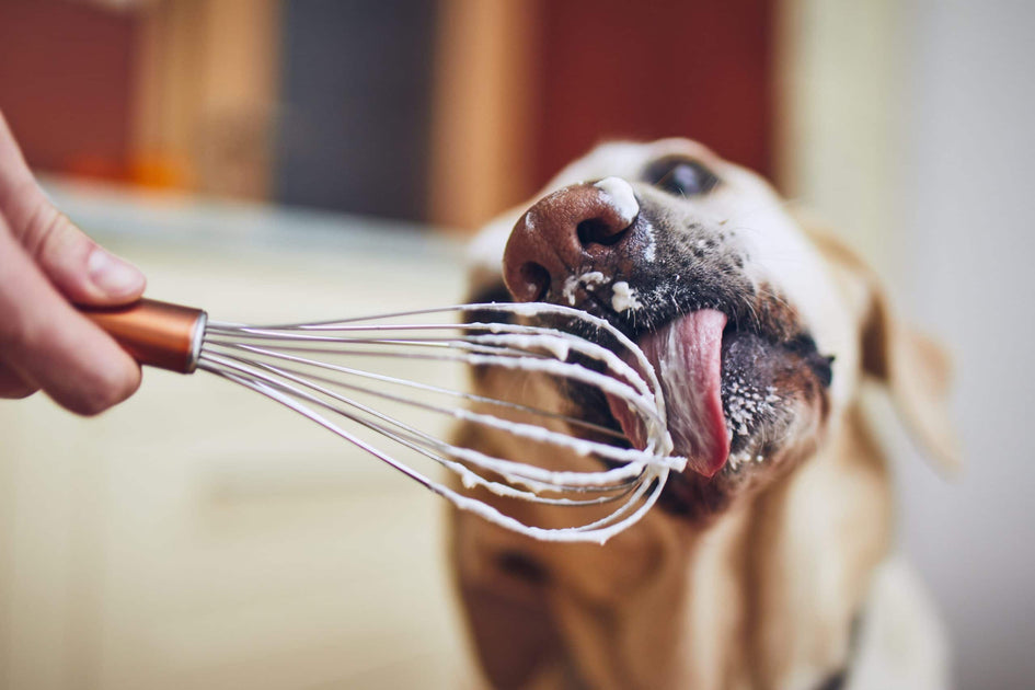 Giftige Lebensmittel für Hunde: Die komplette Liste + Erste Hilfe ...