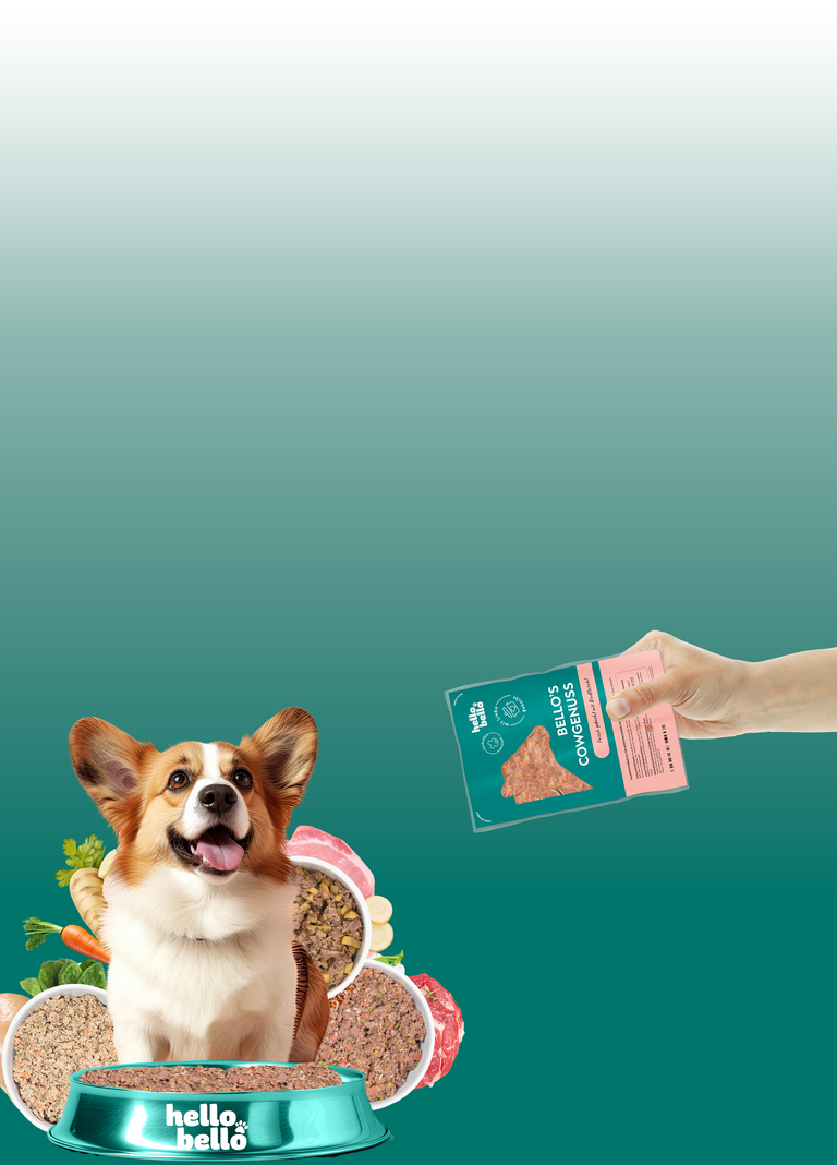 Frisch gekochtes Hundefutter - HelloBello